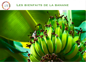 Les bienfaits de la banane - SYNERGIE ALIMENTAIRE - Nutrition et Santé